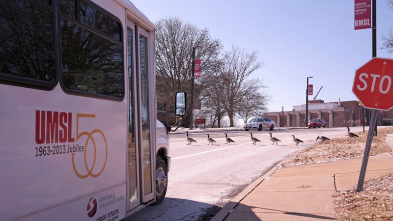 Eye on UMSL: Goose crossing - UMSL Daily