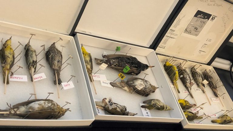 Bird Skins Workshop helps biology students get up-close look at ...