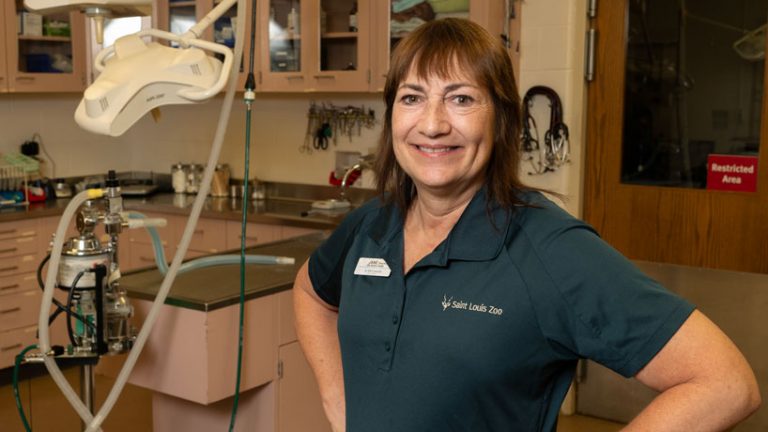UMSL alum Jane Merkel serves as zoological manager of animal health at ...