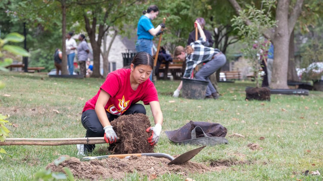 Eye On Umsl Tree Time Umsl Daily